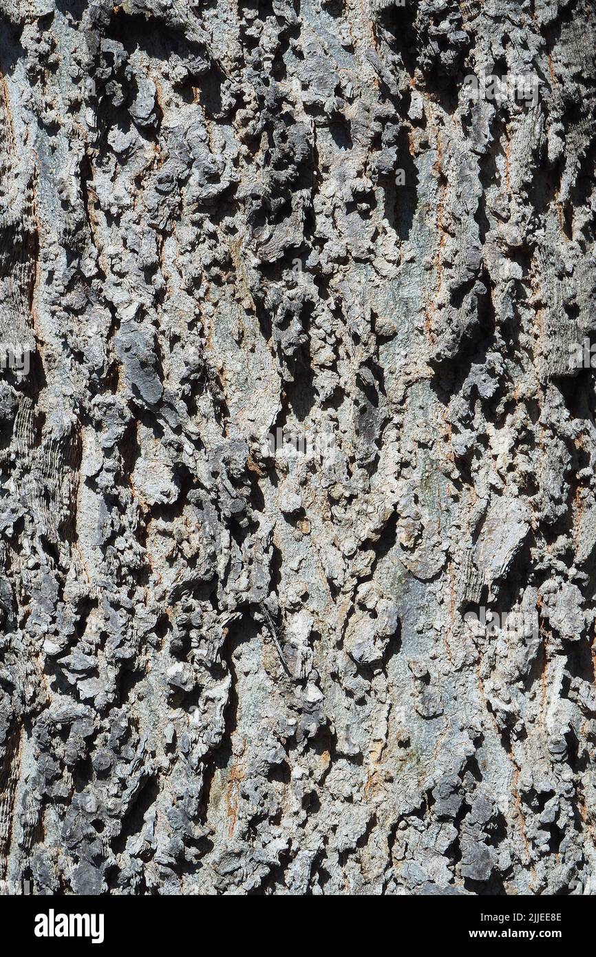 Hackberry baum hi-res stock photography and images - Alamy