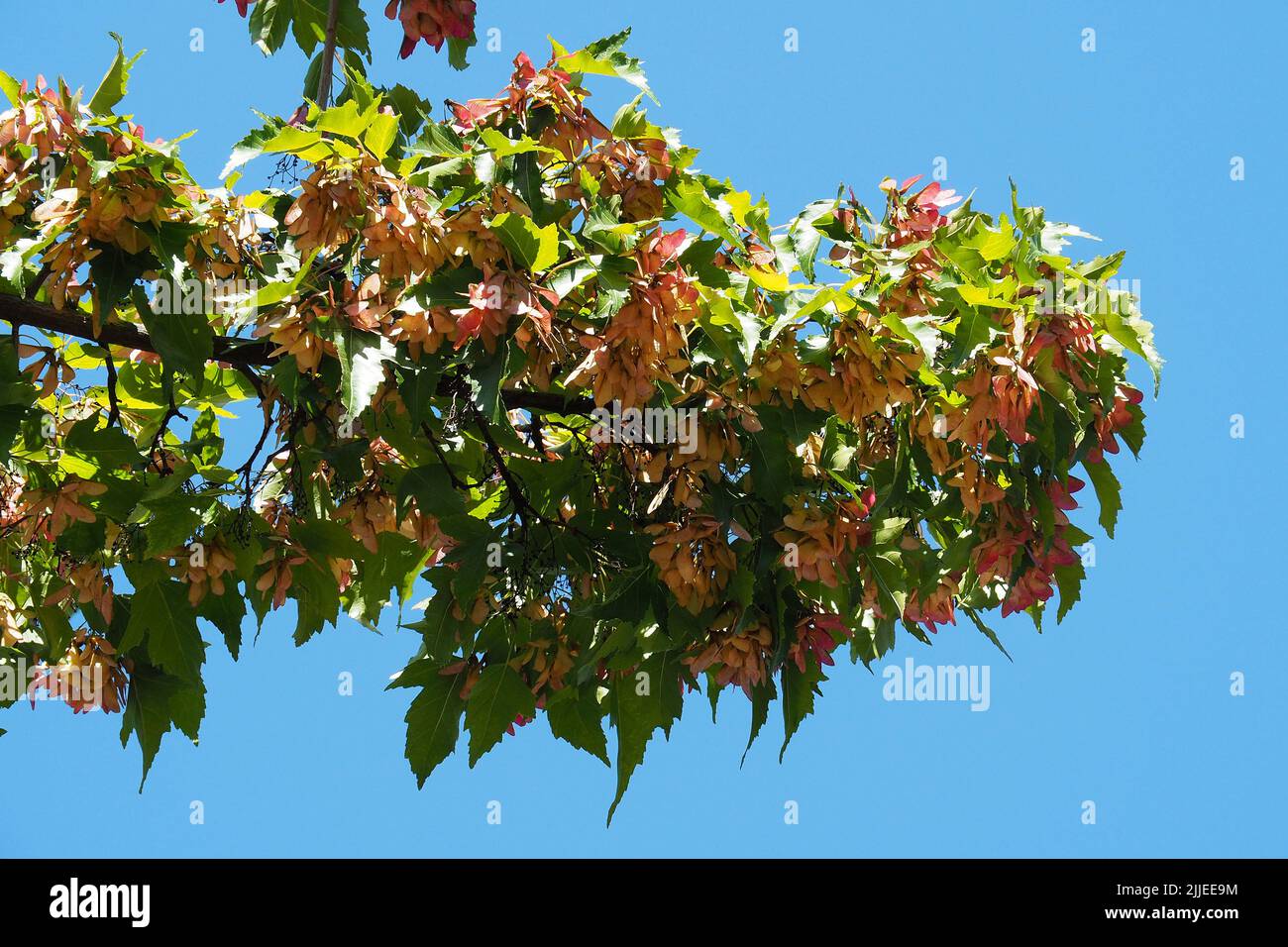 Tatar maple or Tatarian maple, Tatarischer Steppen-Ahorn, Érable de ...