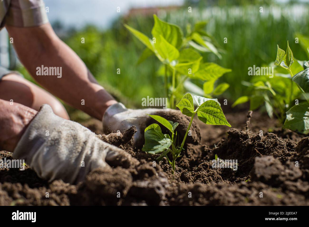 Planting plants on a vegetable bed in the garden. Cultivated land close ...