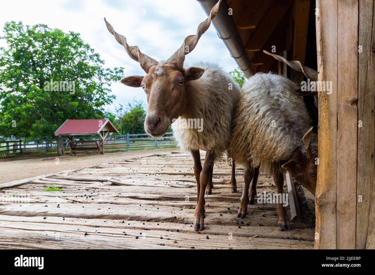 Hortobagy Racka Sheep (Ovis aries) with cut short wool, Radpuszta ...