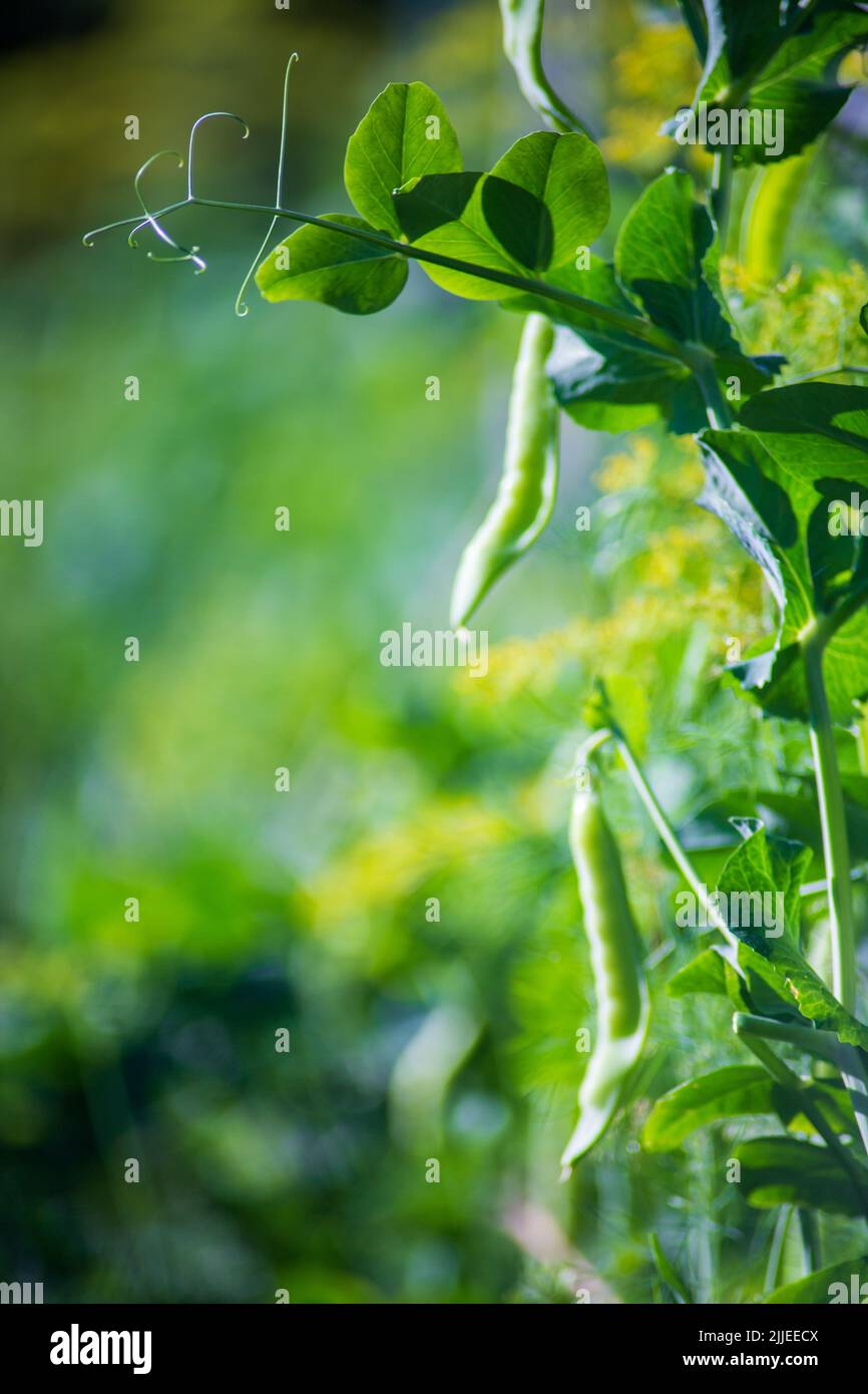 Pea crops planted in soil get ripe under sun. Cultivated land close up ...