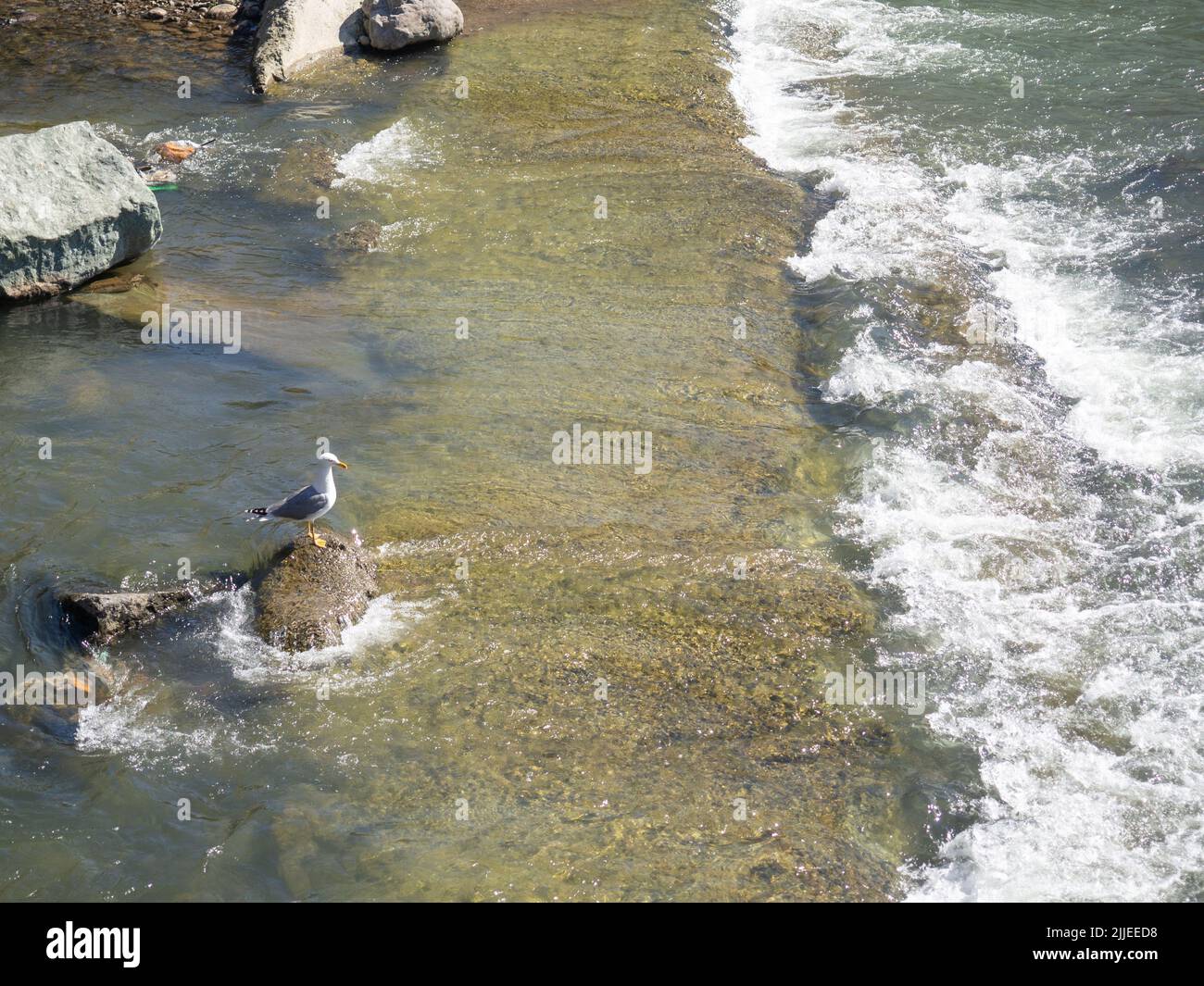 Seagull on the dam. Beautiful bird in the water. Quiet place. rapids of ...