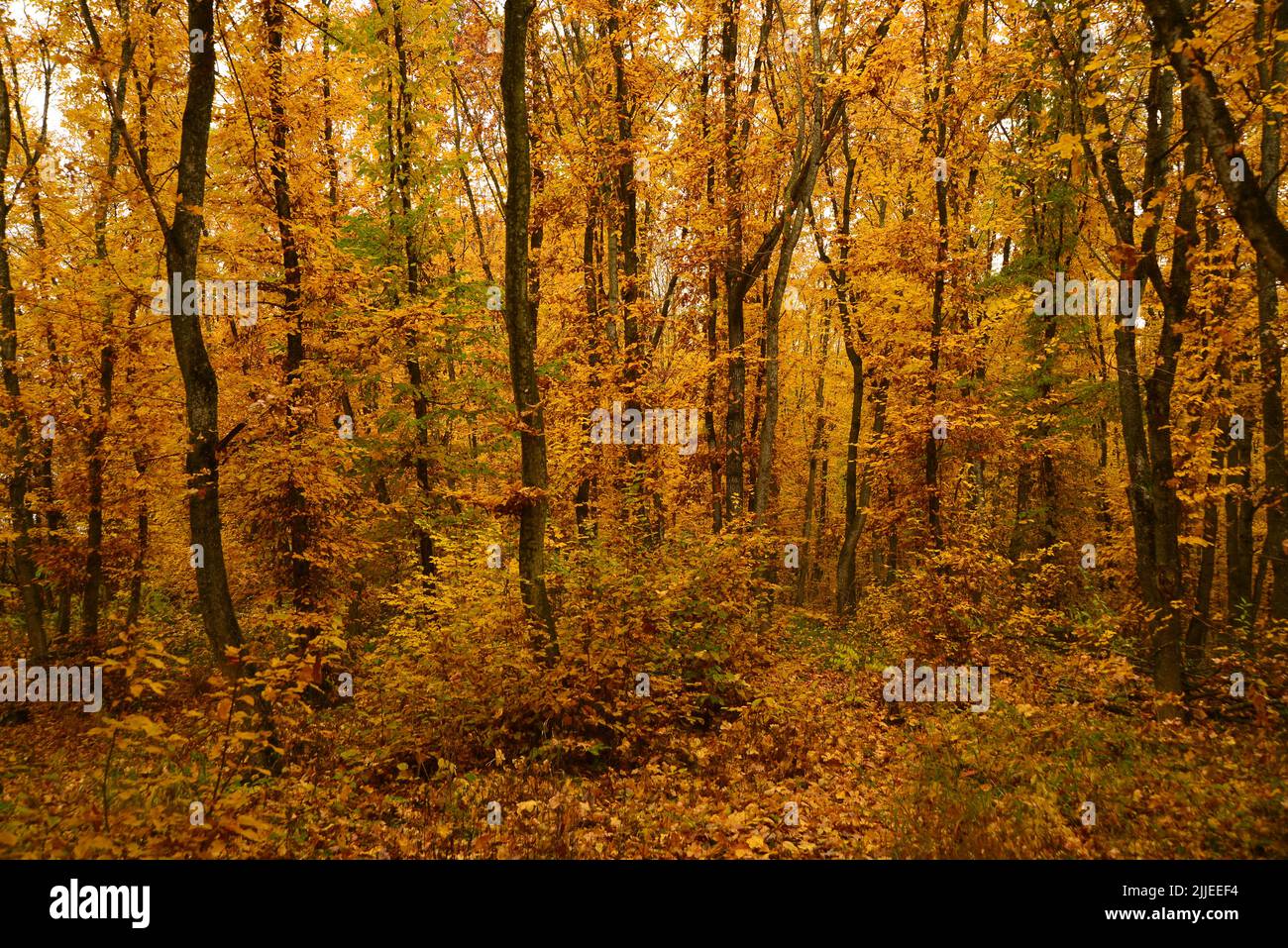 Autumn Ochres in the Brown Bear Territory Stock Photo - Alamy