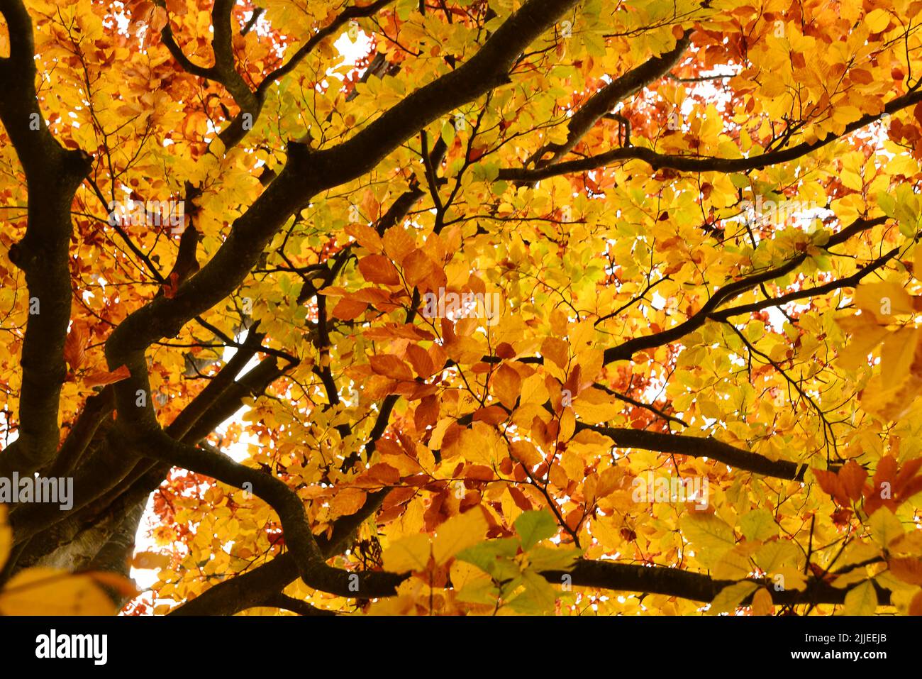 Golden ochres hi-res stock photography and images - Alamy