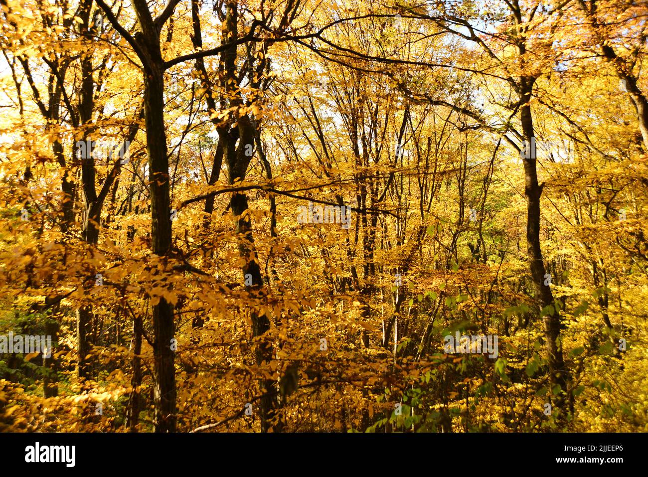 Golden ochres hi-res stock photography and images - Alamy