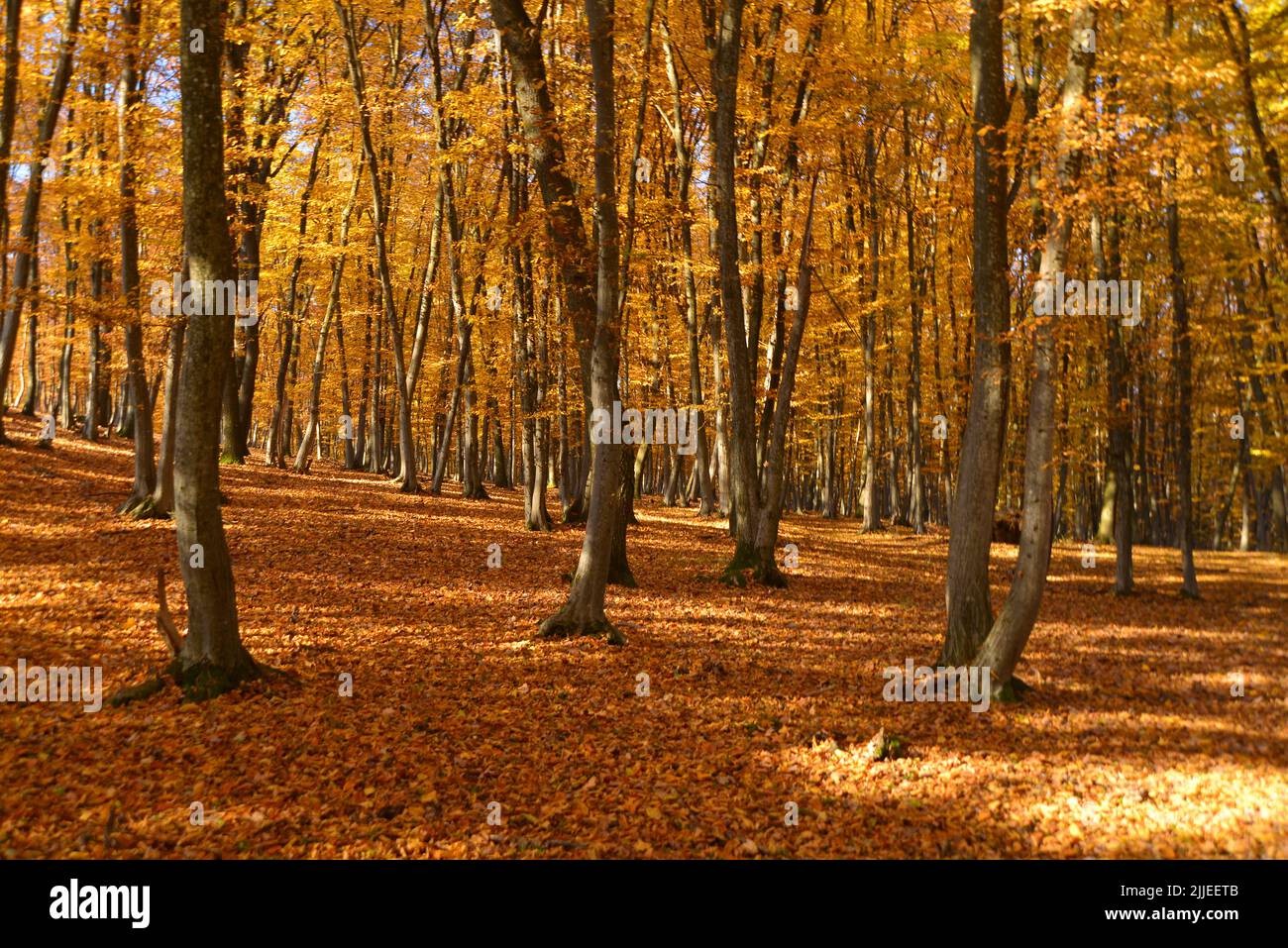Leaves fallen from trees water hi-res stock photography and images - Alamy