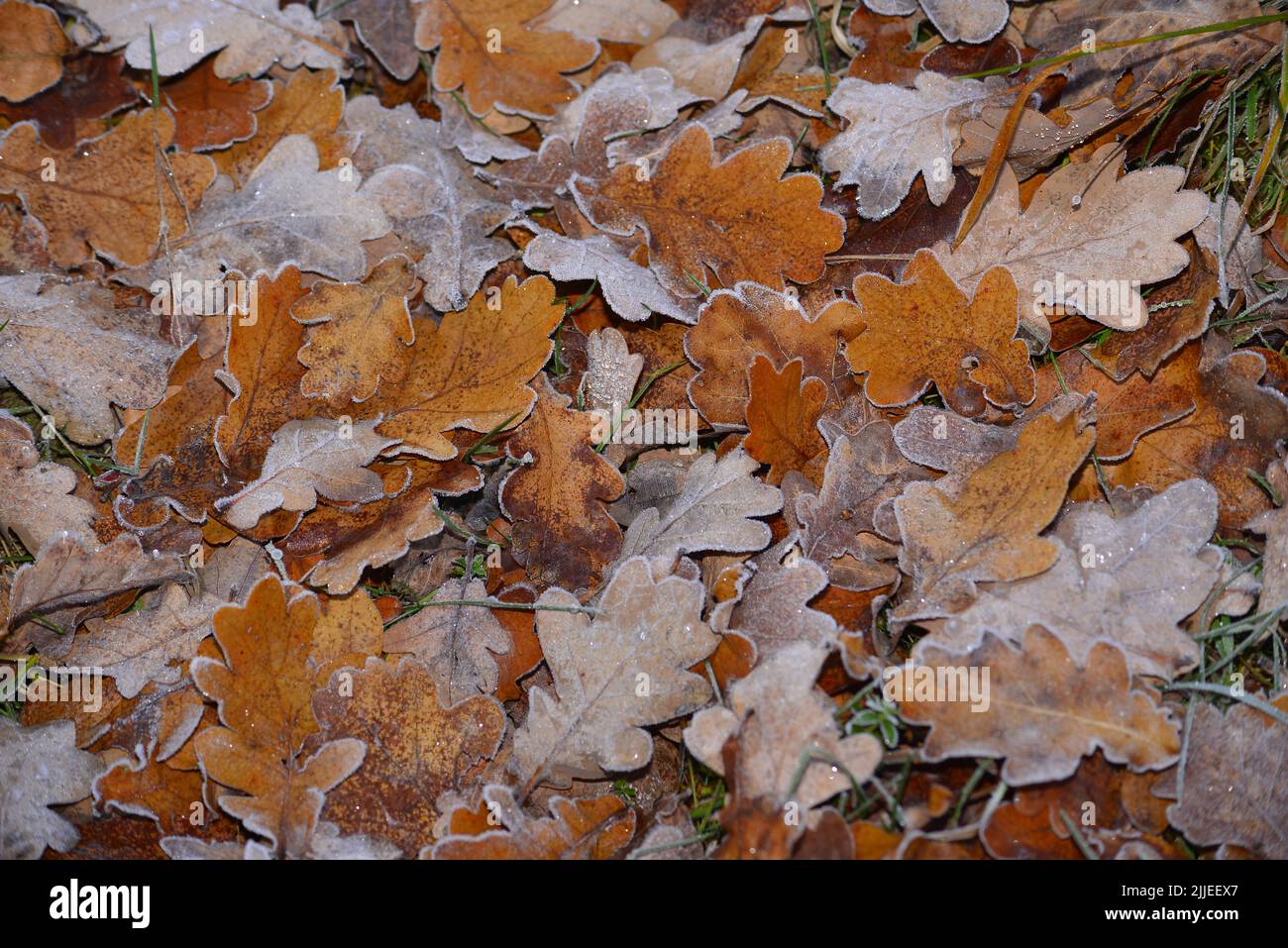 Fallen leaves first frost hi-res stock photography and images - Alamy