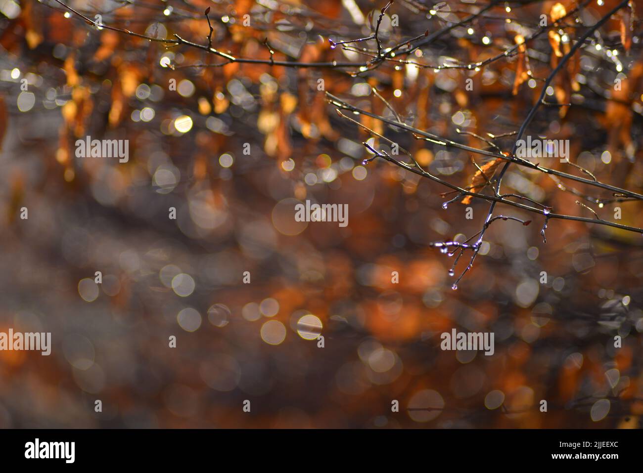 Autumn lights among the ochre leaves of the oak trees Stock Photo - Alamy