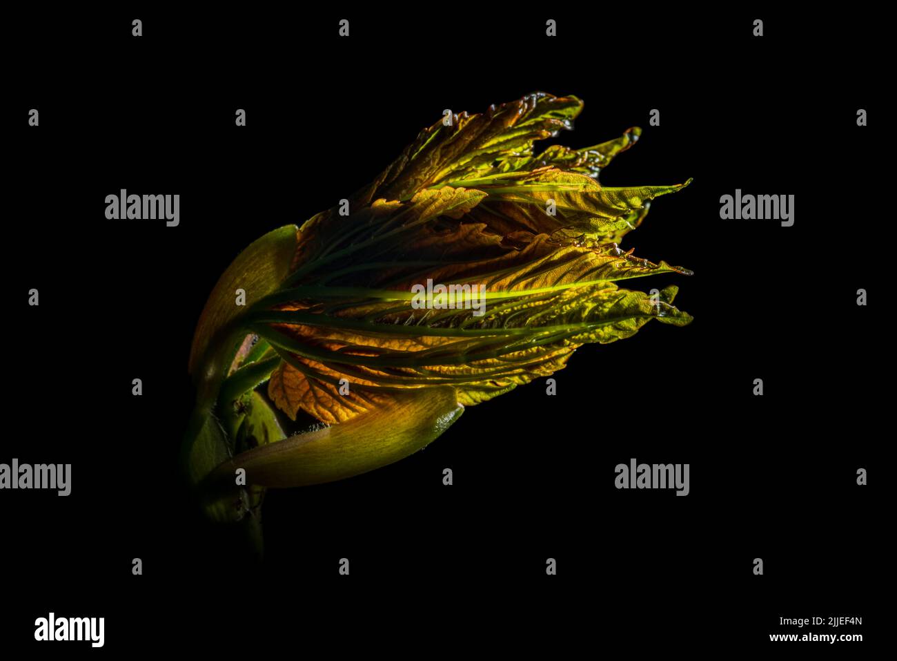 New shoots spring beauty in nature hi-res stock photography and images ...