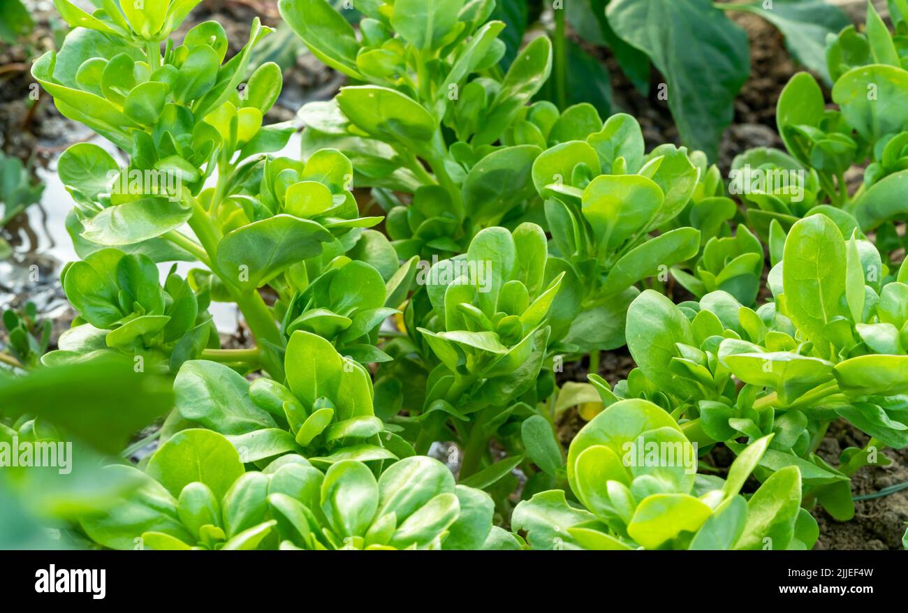 Pursley hi-res stock photography and images - Alamy