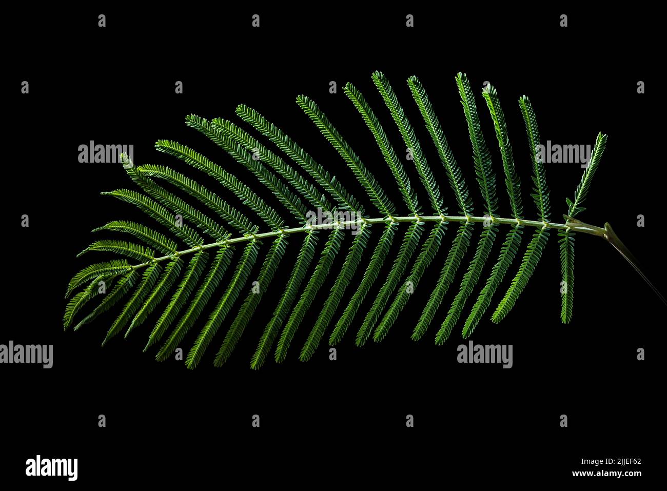 Filigree pattern hi-res stock photography and images - Alamy