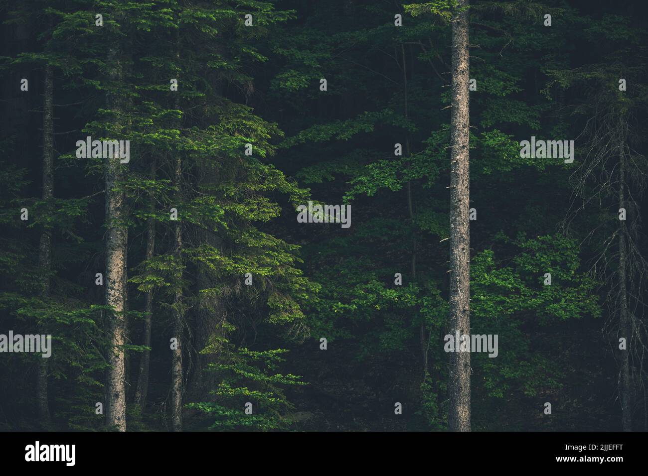 The Edge of the Forest Natural Landscape Background. Deep Forest Trees ...
