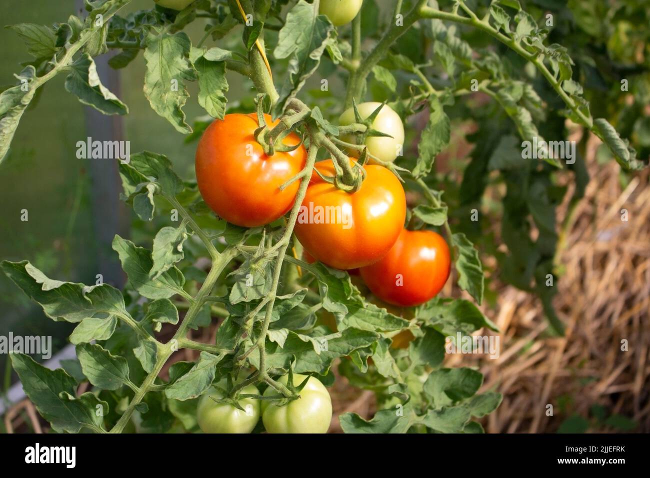 Bunch of red tomatoes ripen at a country vegetable garden closeup Stock ...