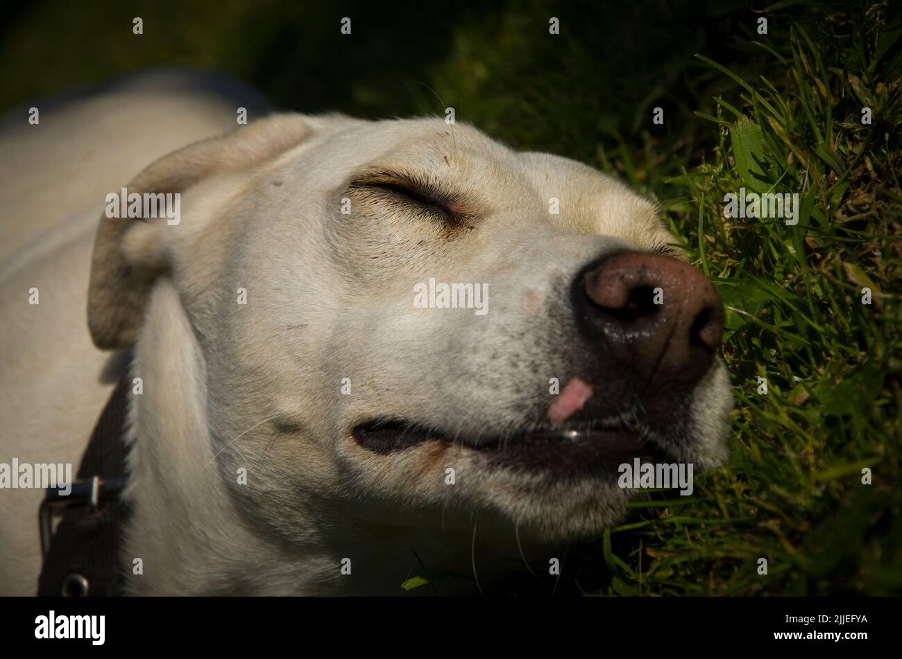 Familia jack hi-res stock photography and images - Alamy