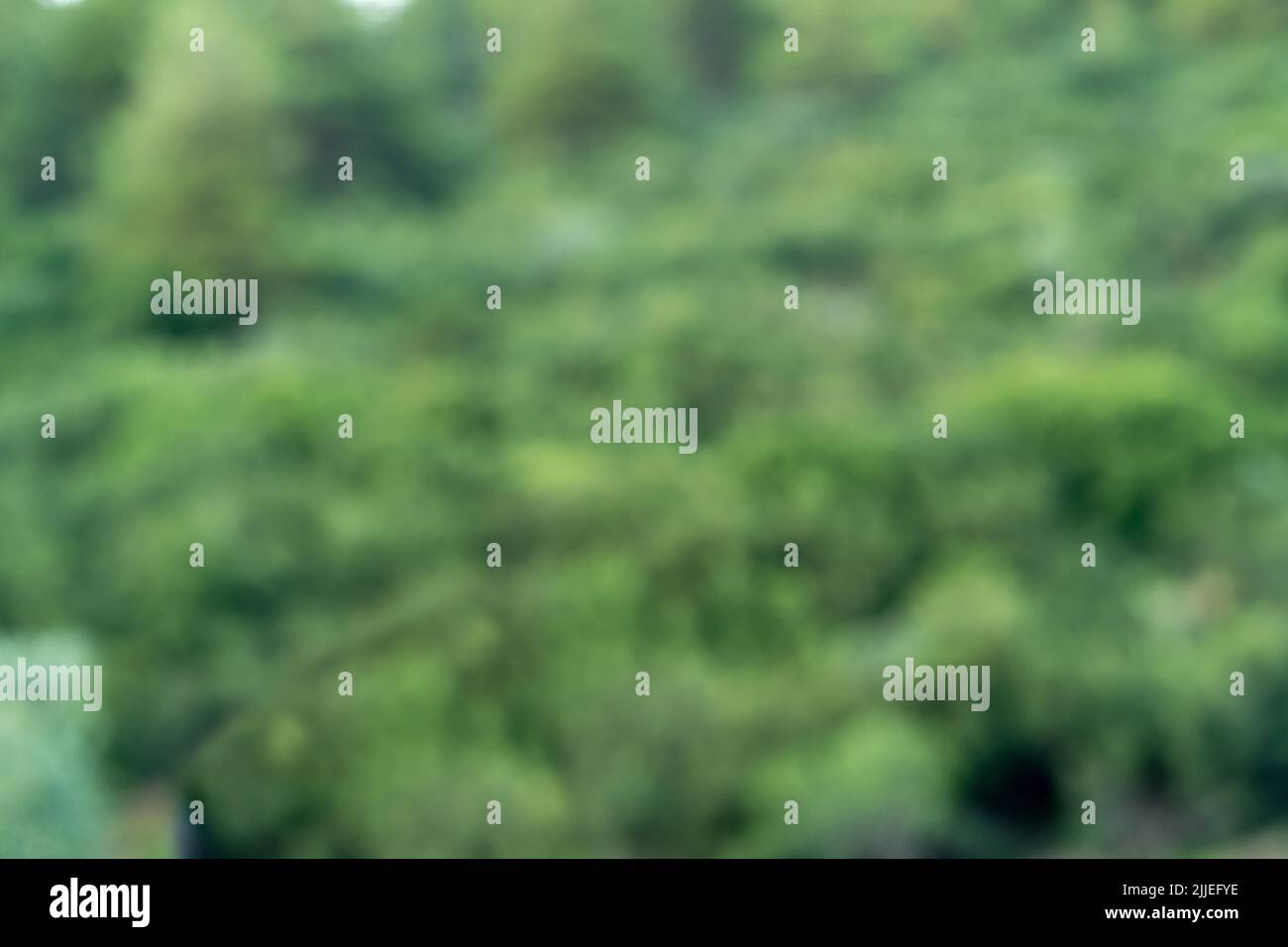 Totally defocused forest background Stock Photo - Alamy Totally defocused forest background Stock Photo - Alamy