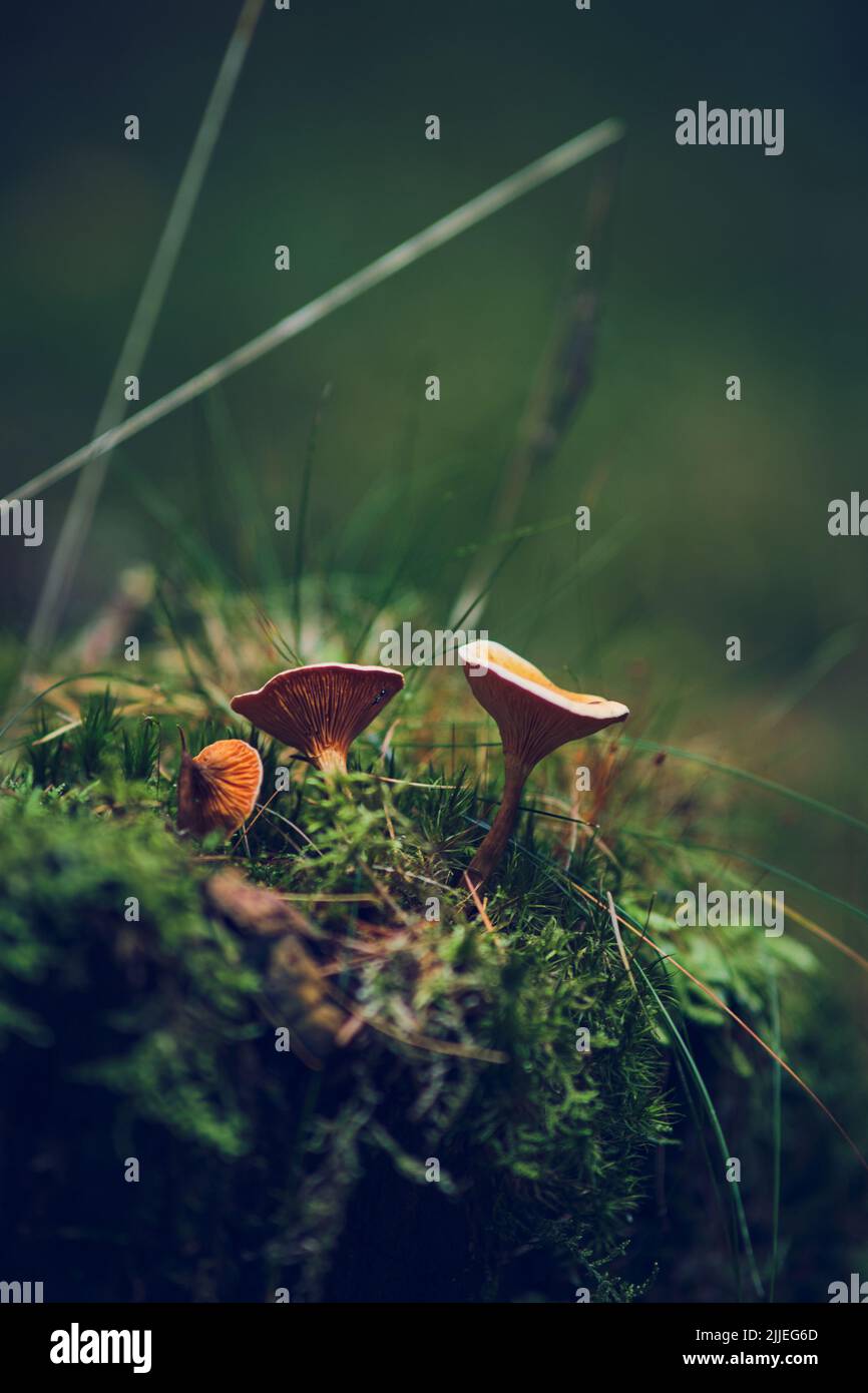 chanterelles growing in the wild. High quality photo Stock Photo - Alamy