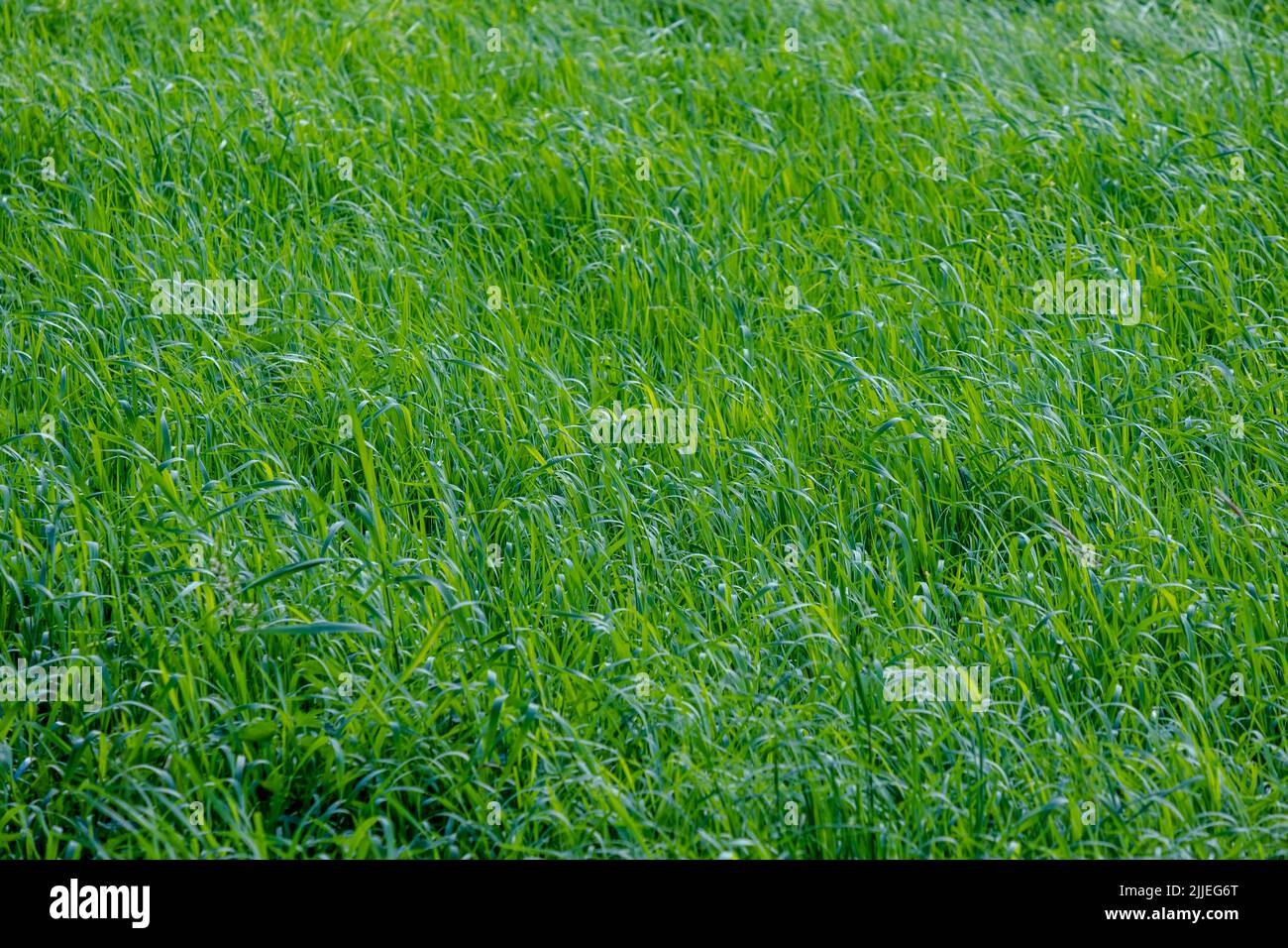 Garden reed grass hi-res stock photography and images - Alamy