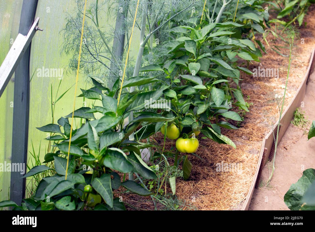 Bell peppers crop hi-res stock photography and images - Alamy