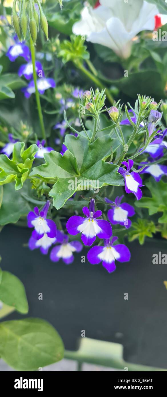 Bush lobelia hi-res stock photography and images - Alamy