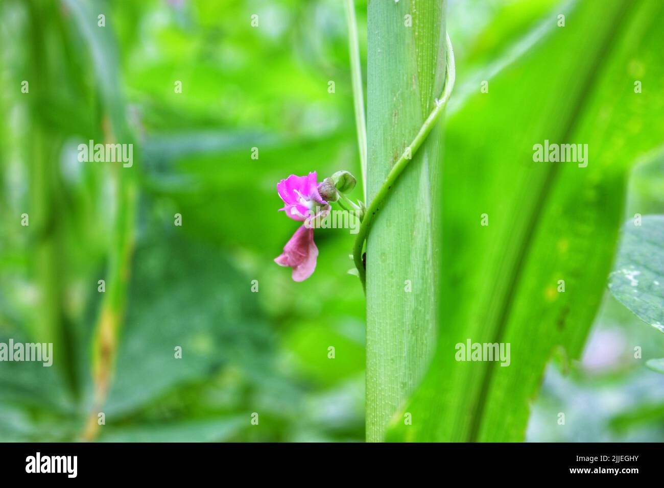 A closeup shot of a flower bud Stock Photo - Alamy