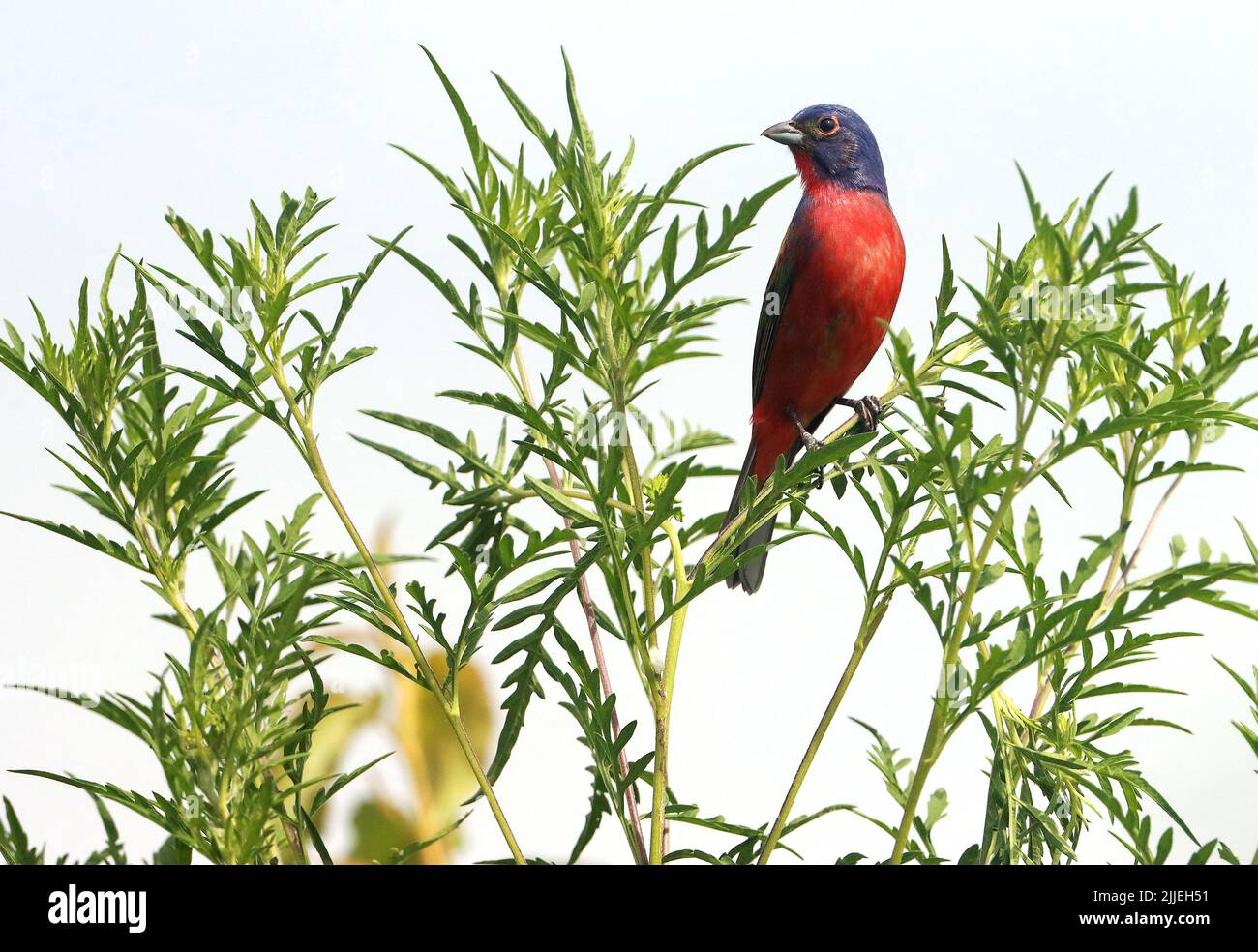 Raleigh, North Carolina, USA. 25th July, 2022. The male Painted Bunting ...