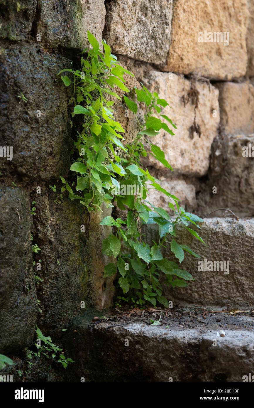 Green sprout sprouted through the ancient stone wall Stock Photo - Alamy