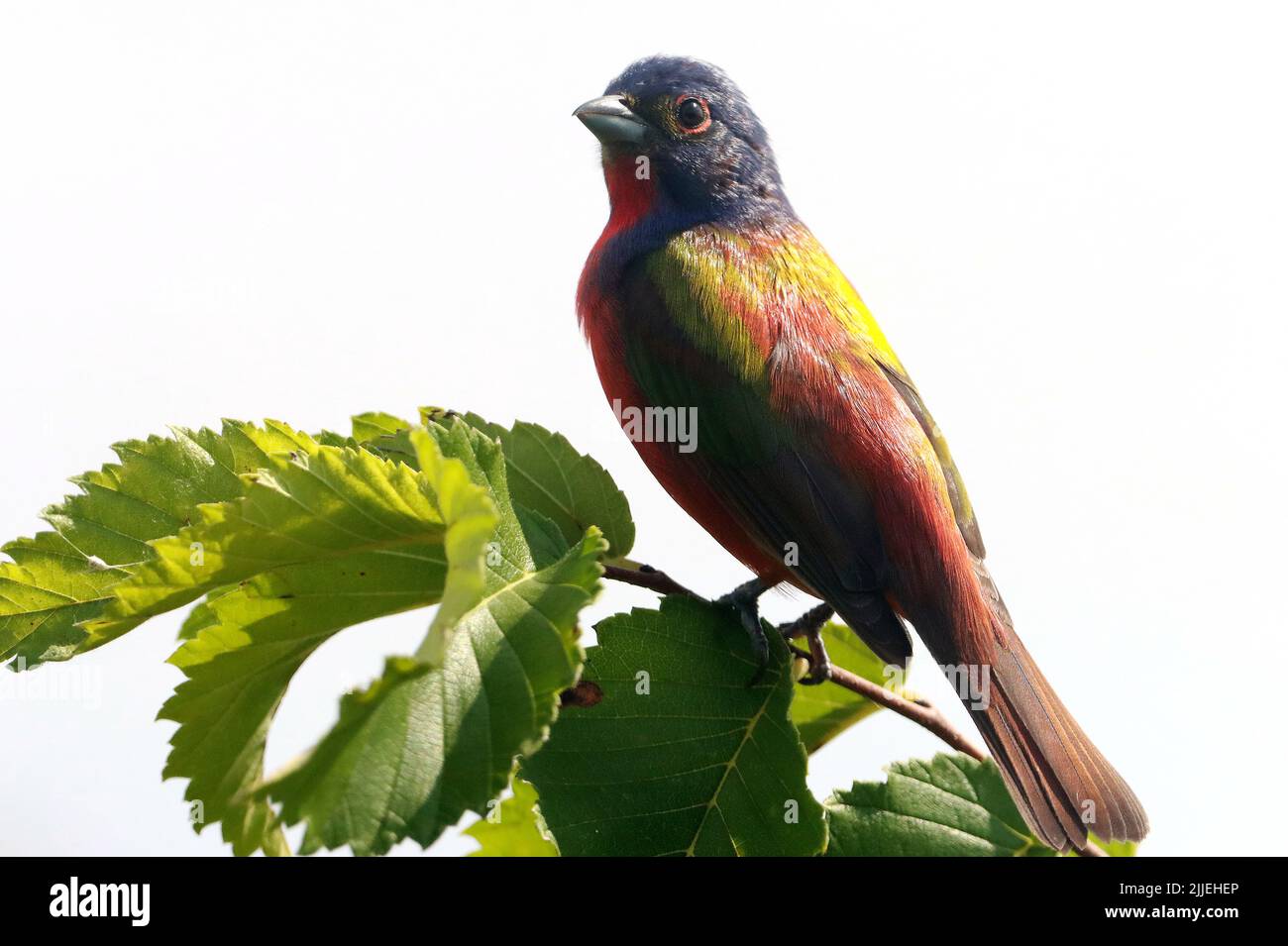 Raleigh, North Carolina, USA. 25th July, 2022. The male Painted Bunting ...