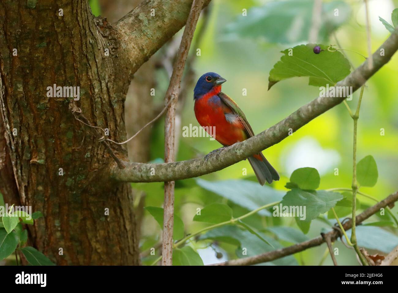 Raleigh, North Carolina, USA. 25th July, 2022. The male Painted Bunting ...