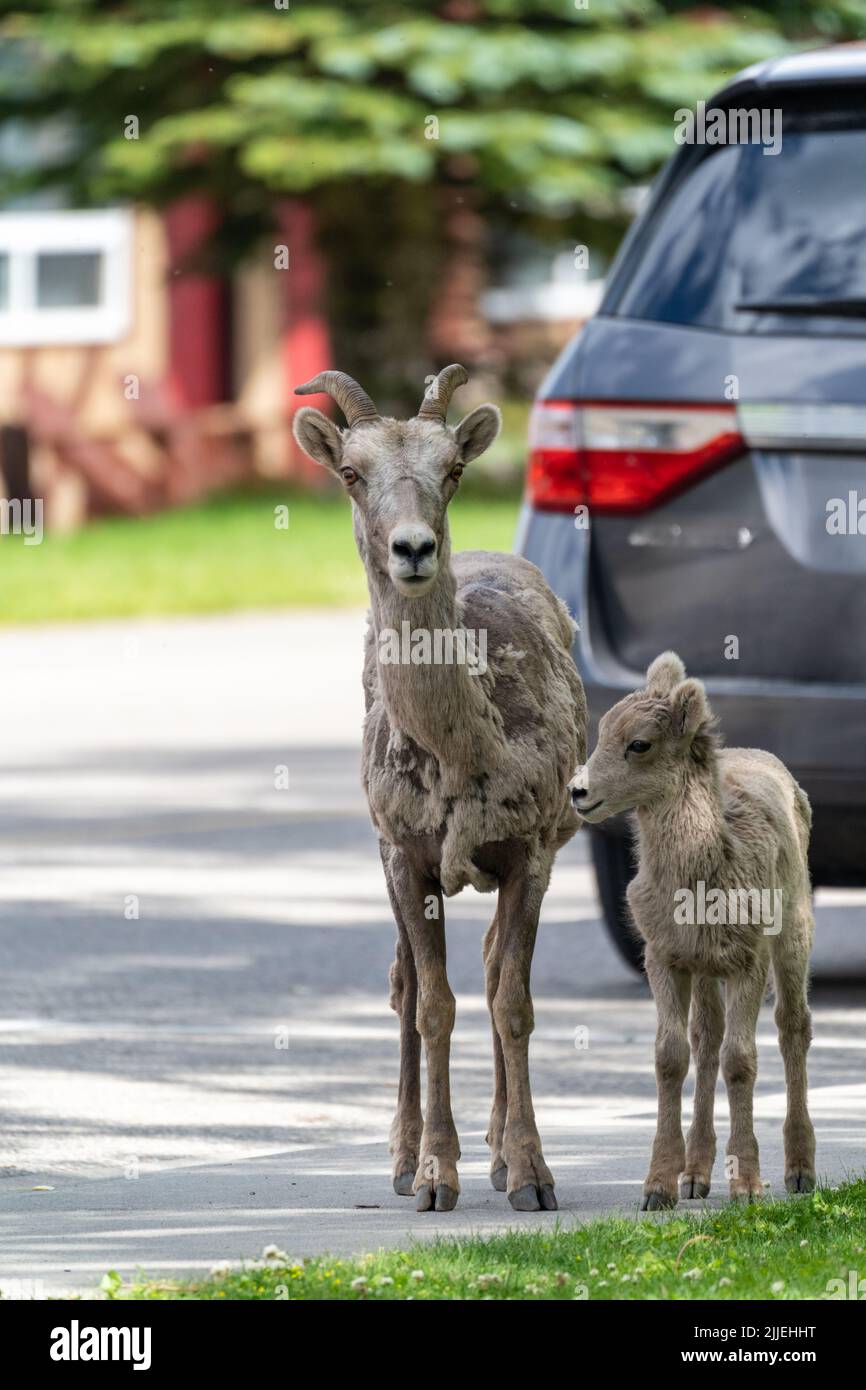 Female mother bighorn sheep ram stands with her baby as they walk ...