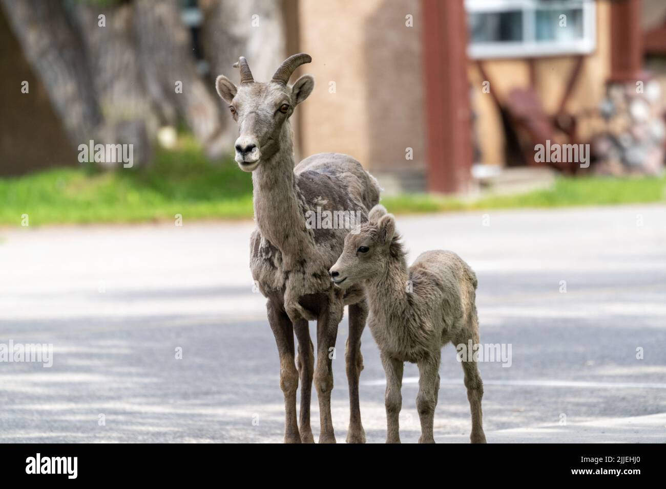 Female mother bighorn sheep ram stands with her baby as they walk ...
