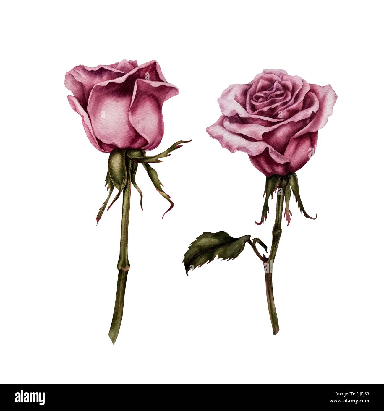 Elements of nature creates Cut Out Stock Images & Pictures - Alamy