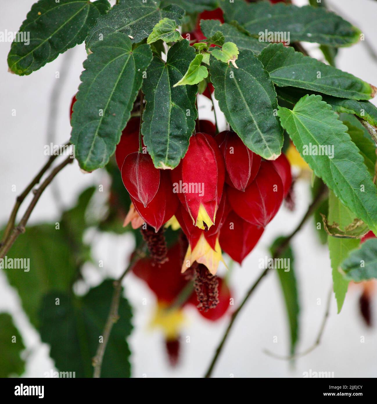 A view of the Abutilon garden plant Stock Photo - Alamy
