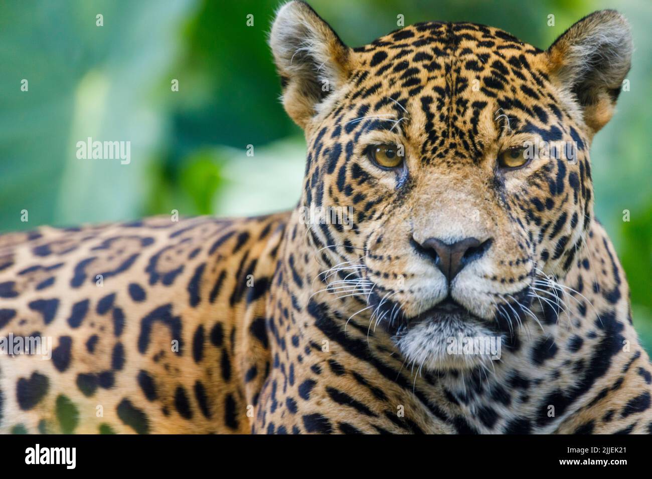 Jaguar in jungle of south america hi-res stock photography and images ...