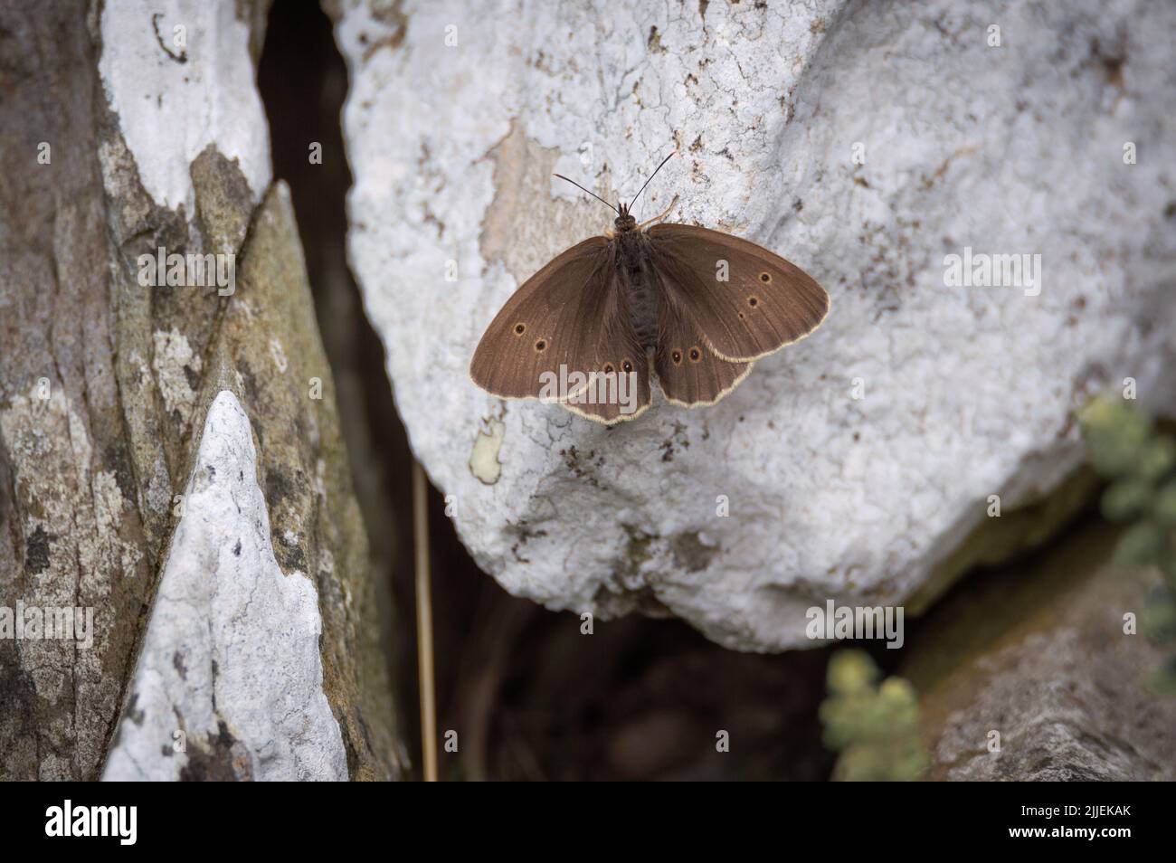Lichen on rock white hi-res stock photography and images - Alamy
