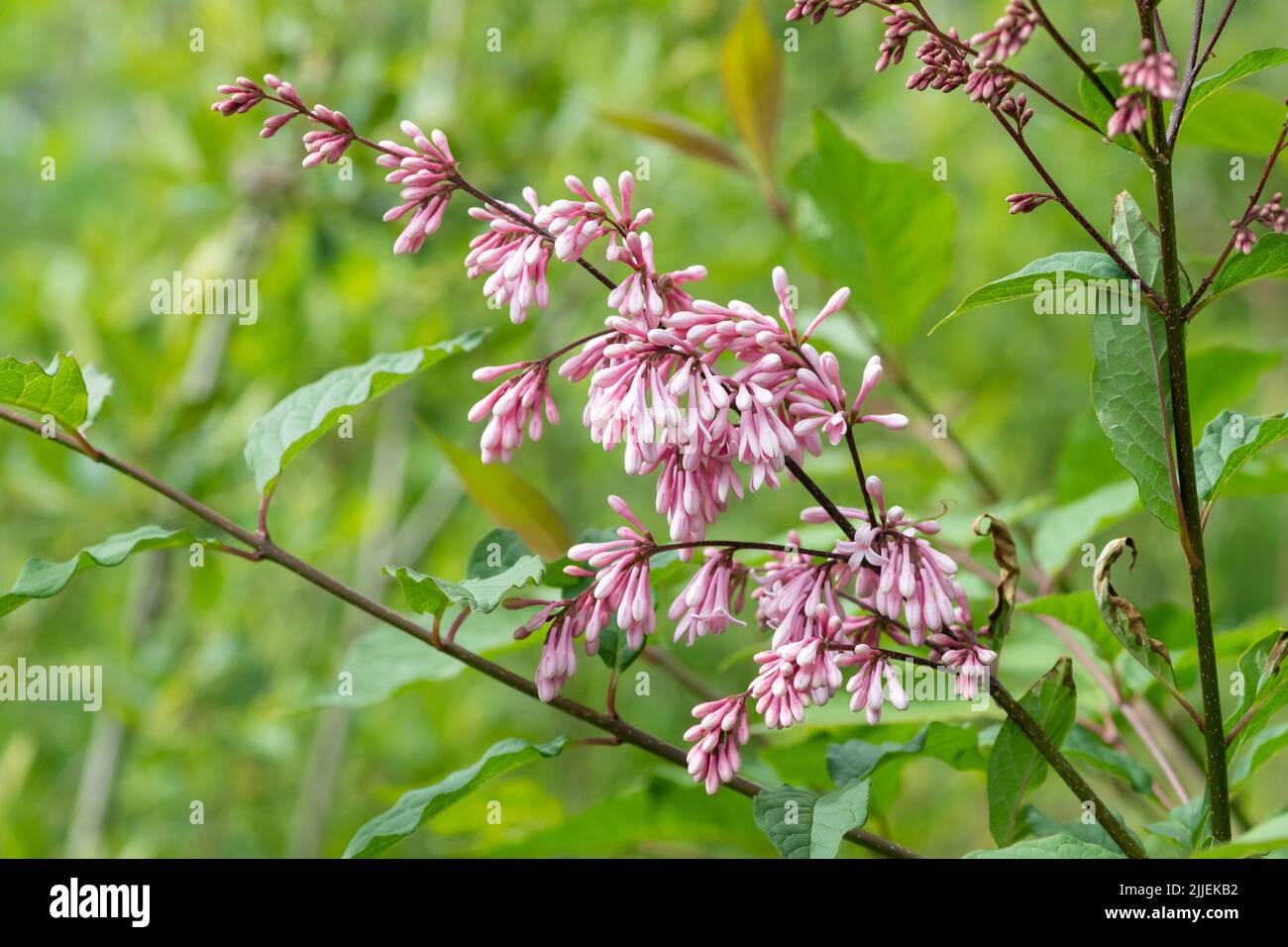 Close up of nodding lilac (syringa komarowii) flowers in bloom Stock ...