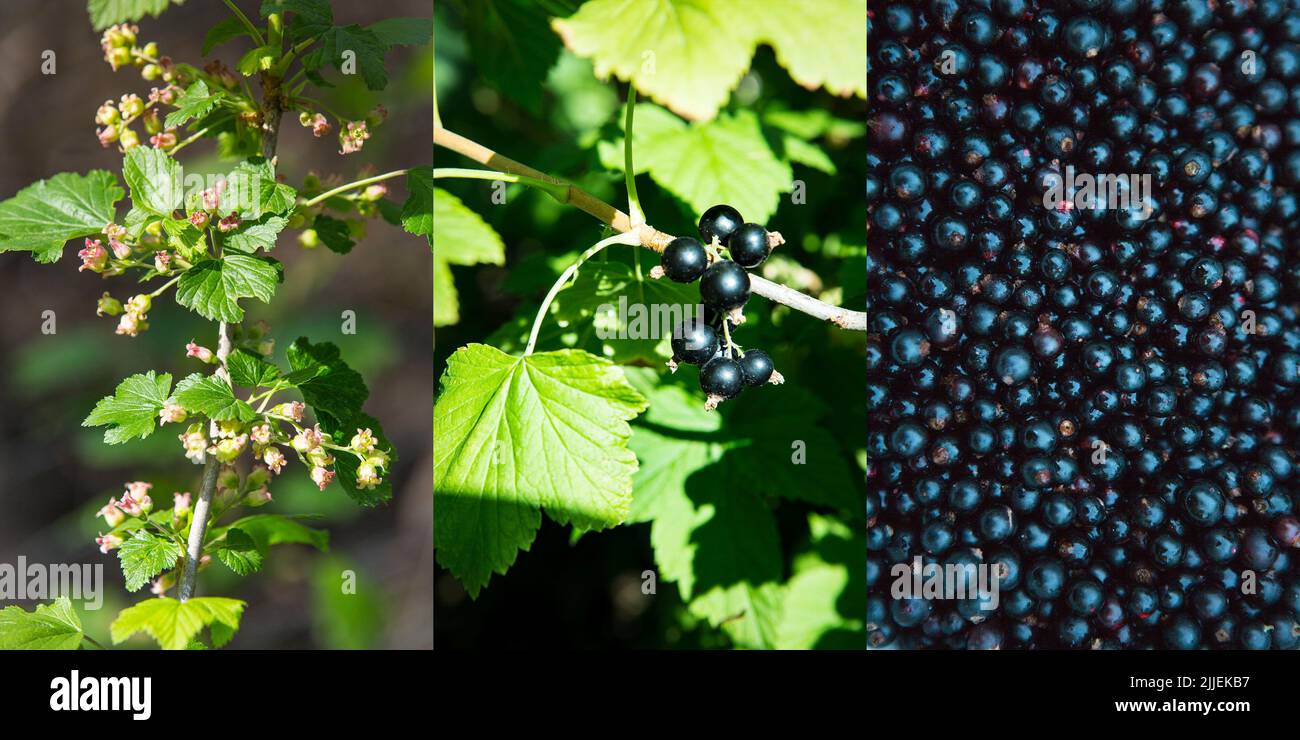 Step by step process of ripening blackcurrant. Berry from flower ...