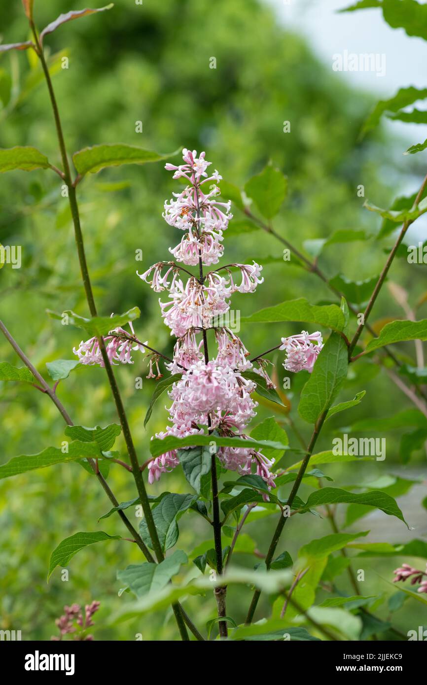 Close up of nodding lilac (syringa komarowii) flowers in bloom Stock ...