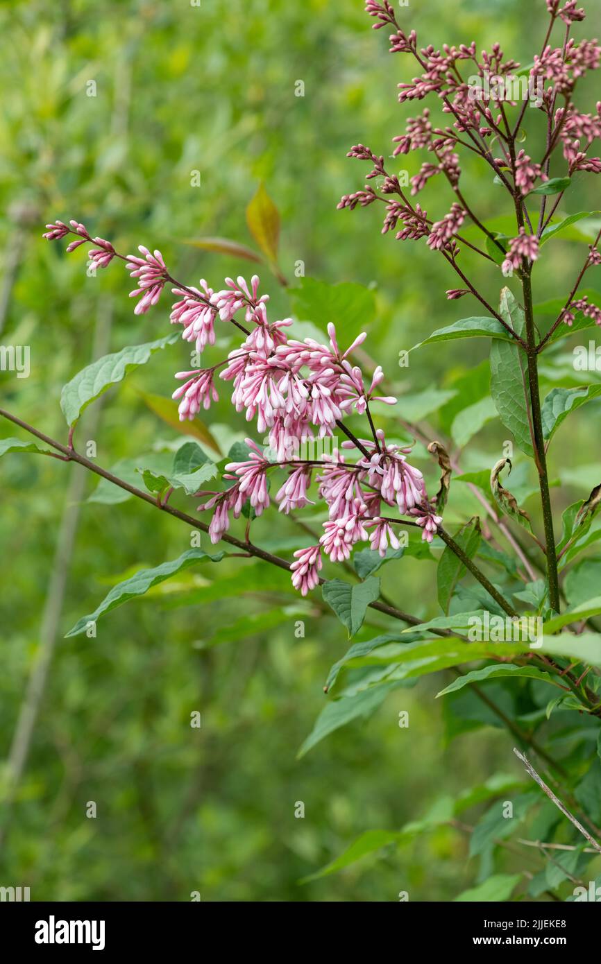 Close up of nodding lilac (syringa komarowii) flowers in bloom Stock ...