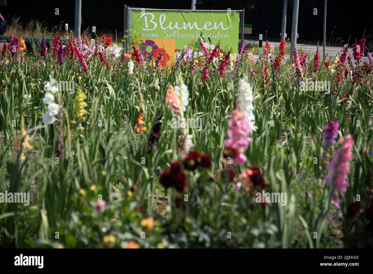 Huenxe Drevenack, Deutschland. 24th July, 2022. Field with blooming ...