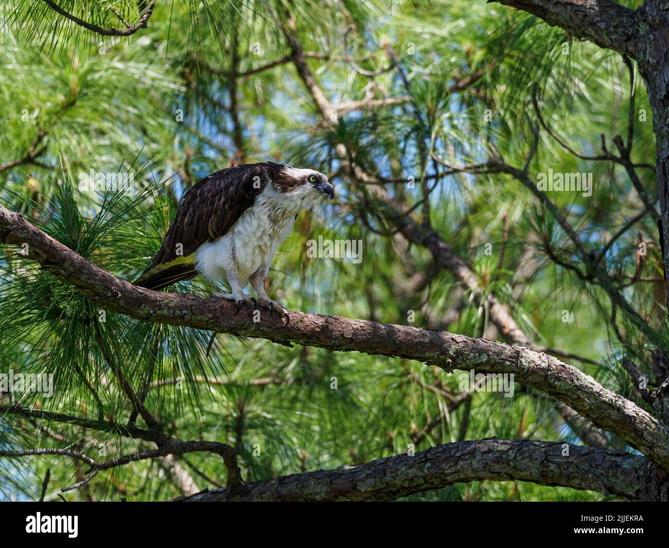 A selective focus shot of an Osprey on a tree branch in Miramar Beach ...