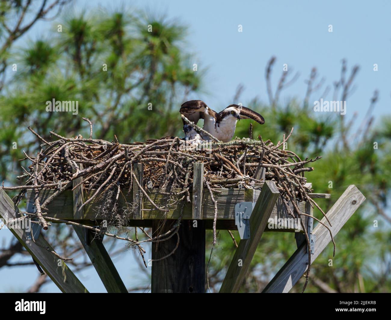 A selective focus shot of an Osprey on the nest in Miramar Beach ...