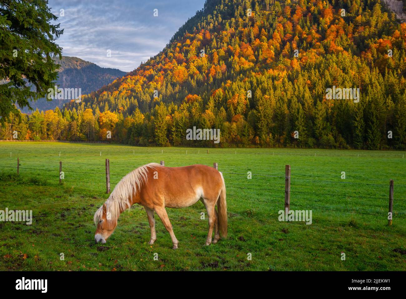 Brown haflinger Horse grazing on tirolean landscape at autumn, Austria ...