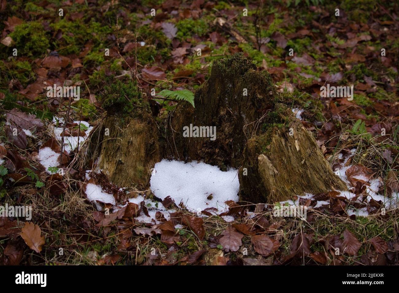Snow and leaves in and around a small tree stump in the Palatinate ...