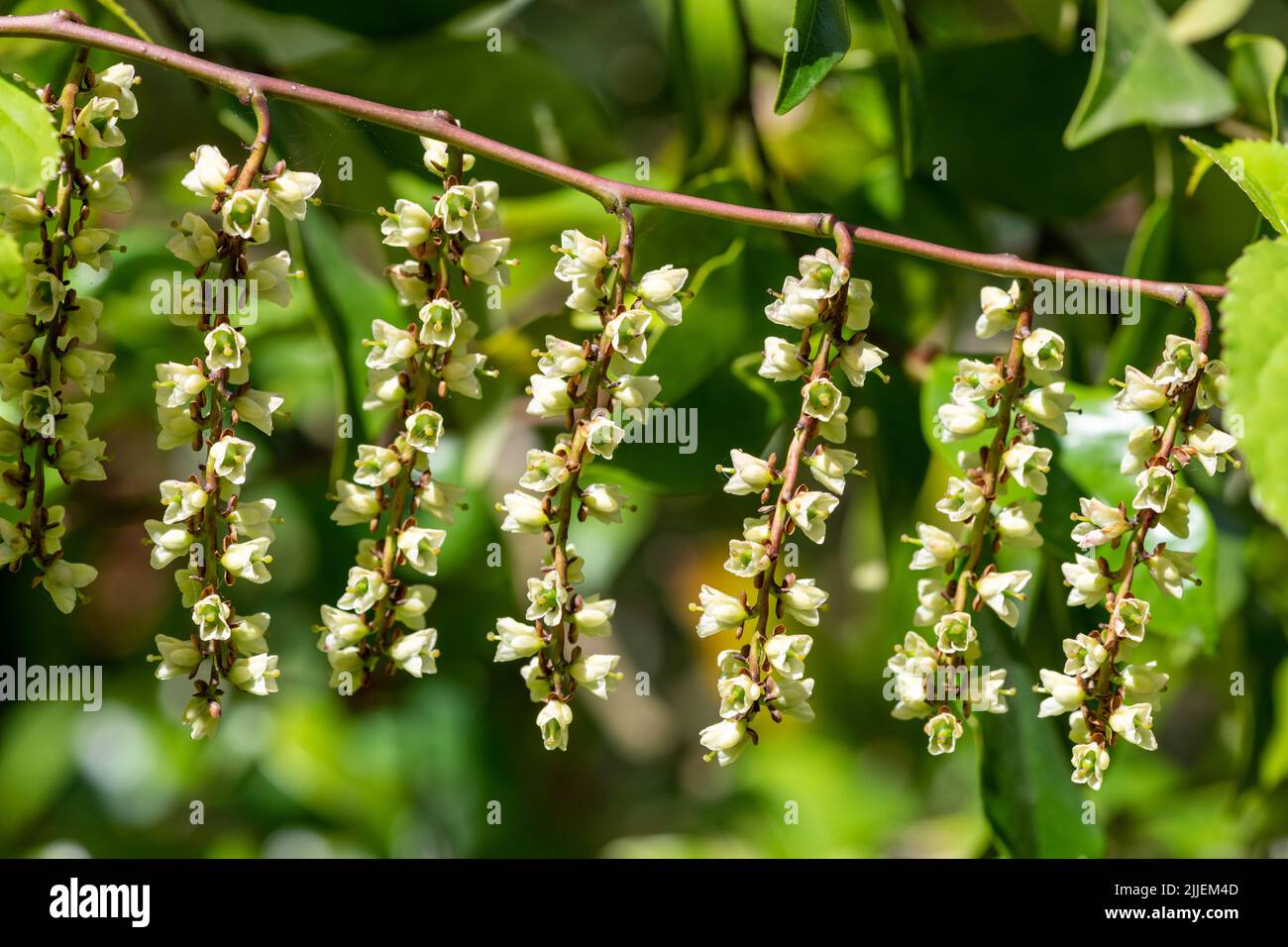 Early stachyrurus hi-res stock photography and images - Alamy