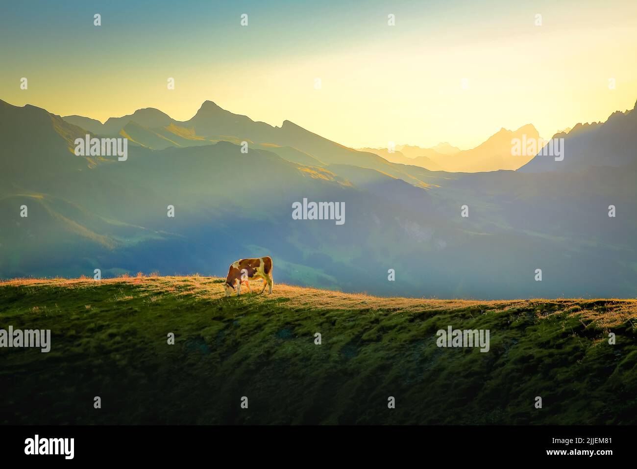 Single cow grazing above alpine meadows at sunset in Grindelwald ...