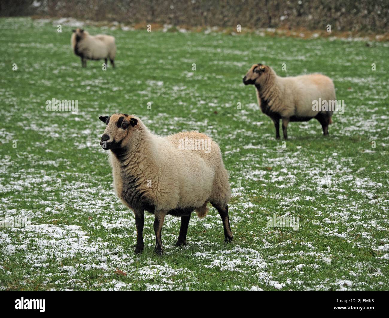 female white Badger Face Welsh Mountain sheep ewe grazing in snowy ...