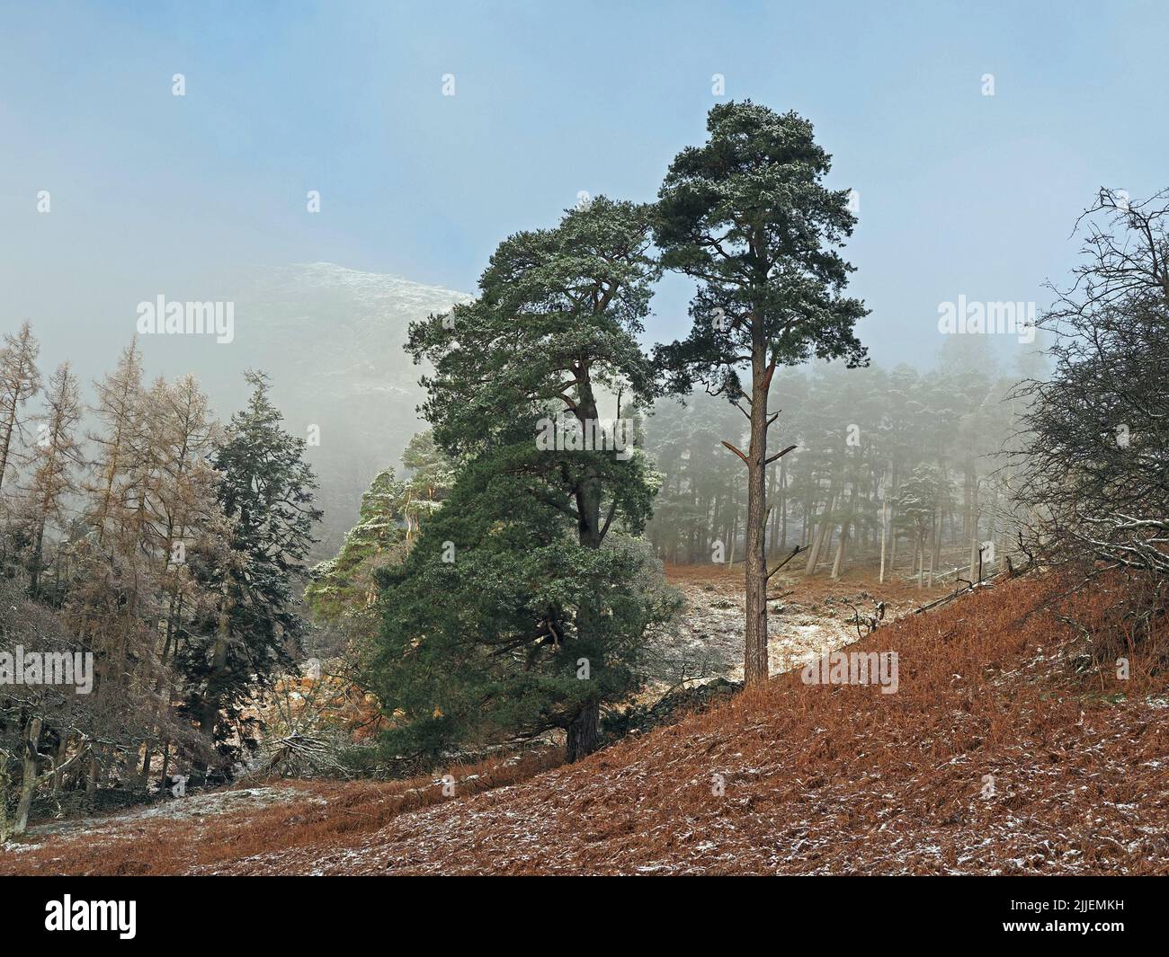 blue sky above snow-tinged Winter Scots pine trees (Pinus sylvestris ...