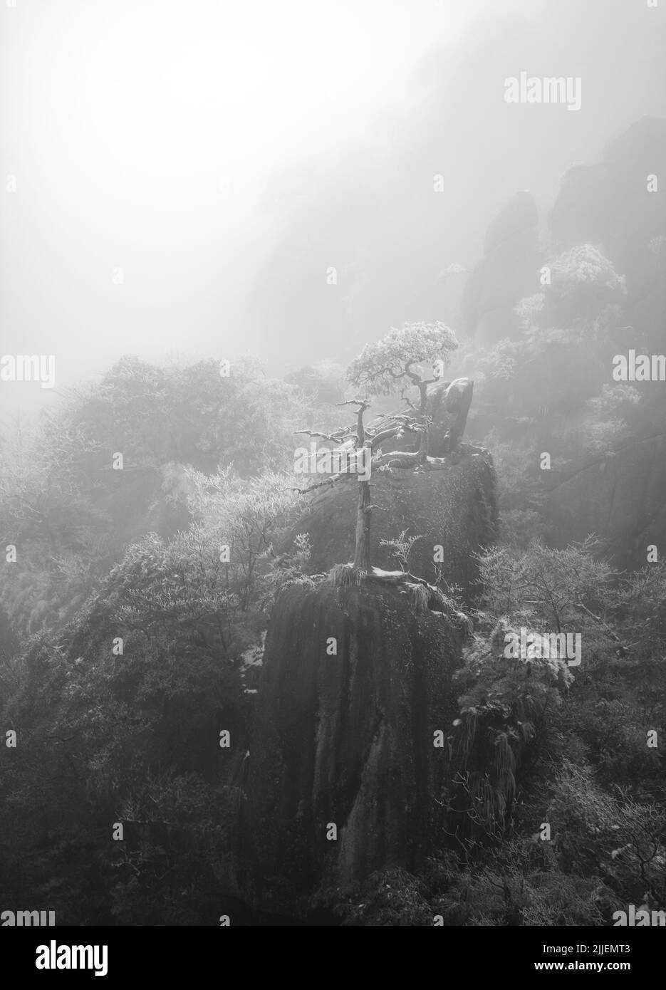 A vertical greyscale shot of a scary forest scenery Stock Photo - Alamy