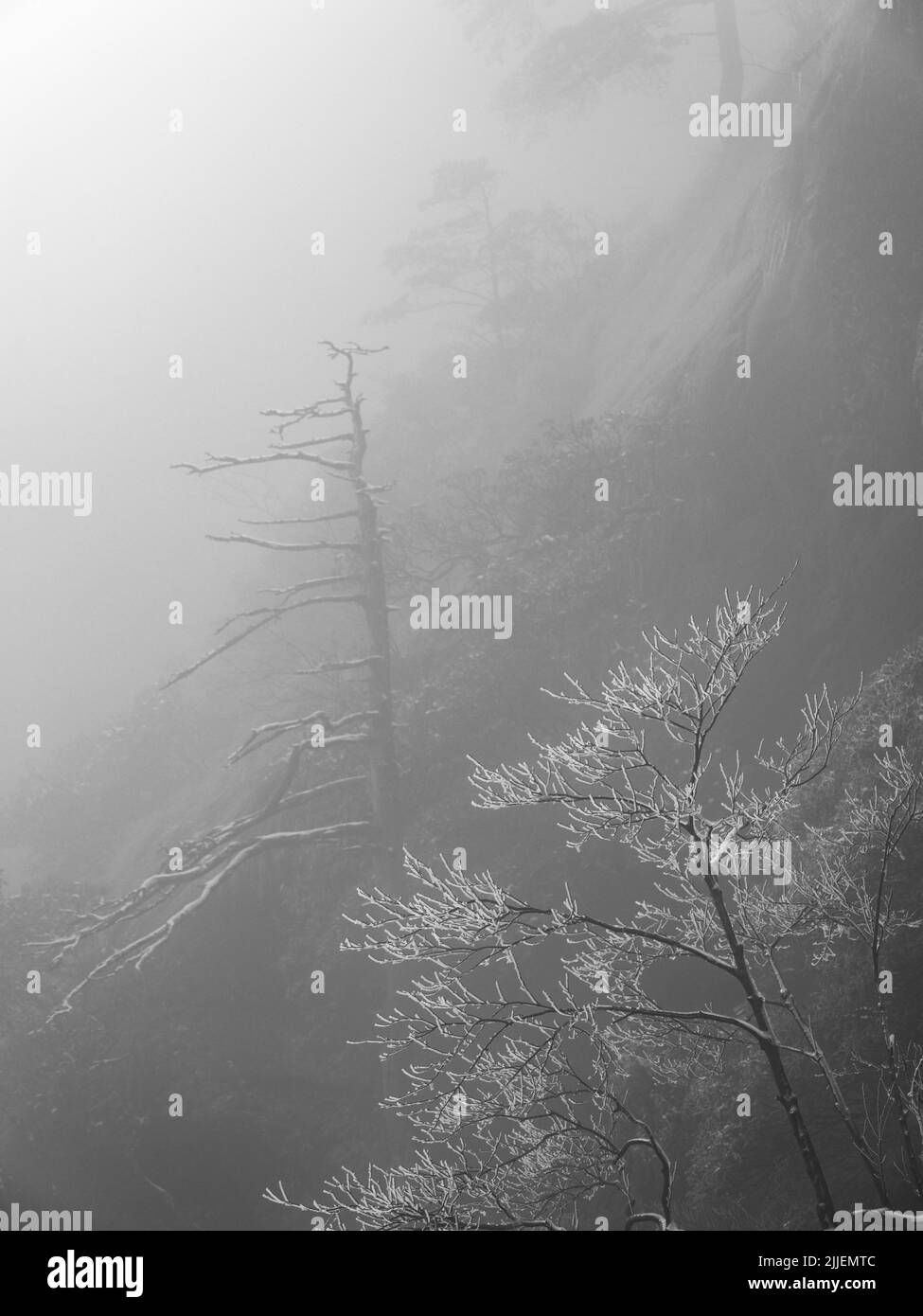 A vertical greyscale shot of a scary forest scenery Stock Photo - Alamy