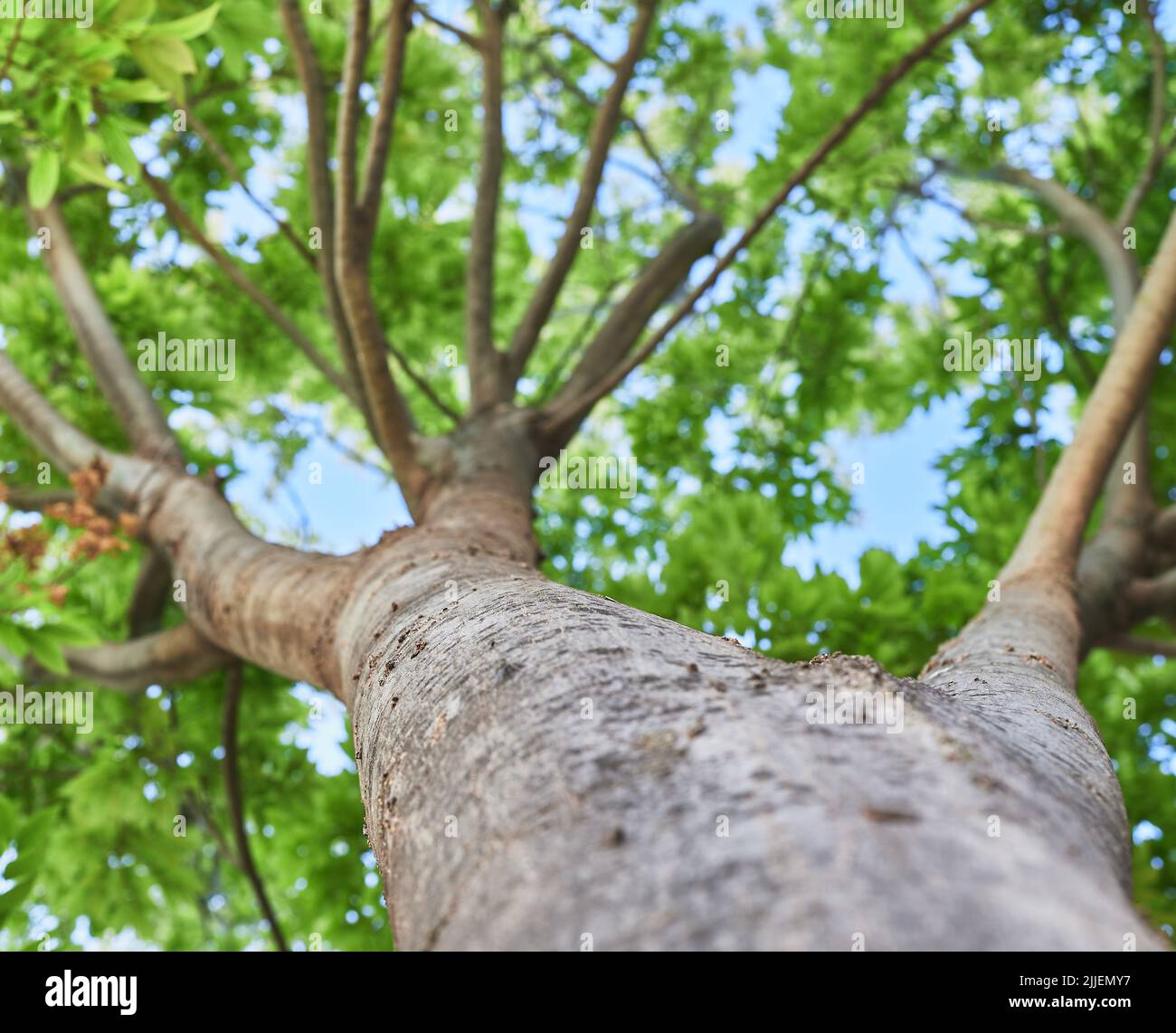 detail of a view of a tree from below Stock Photo - Alamy